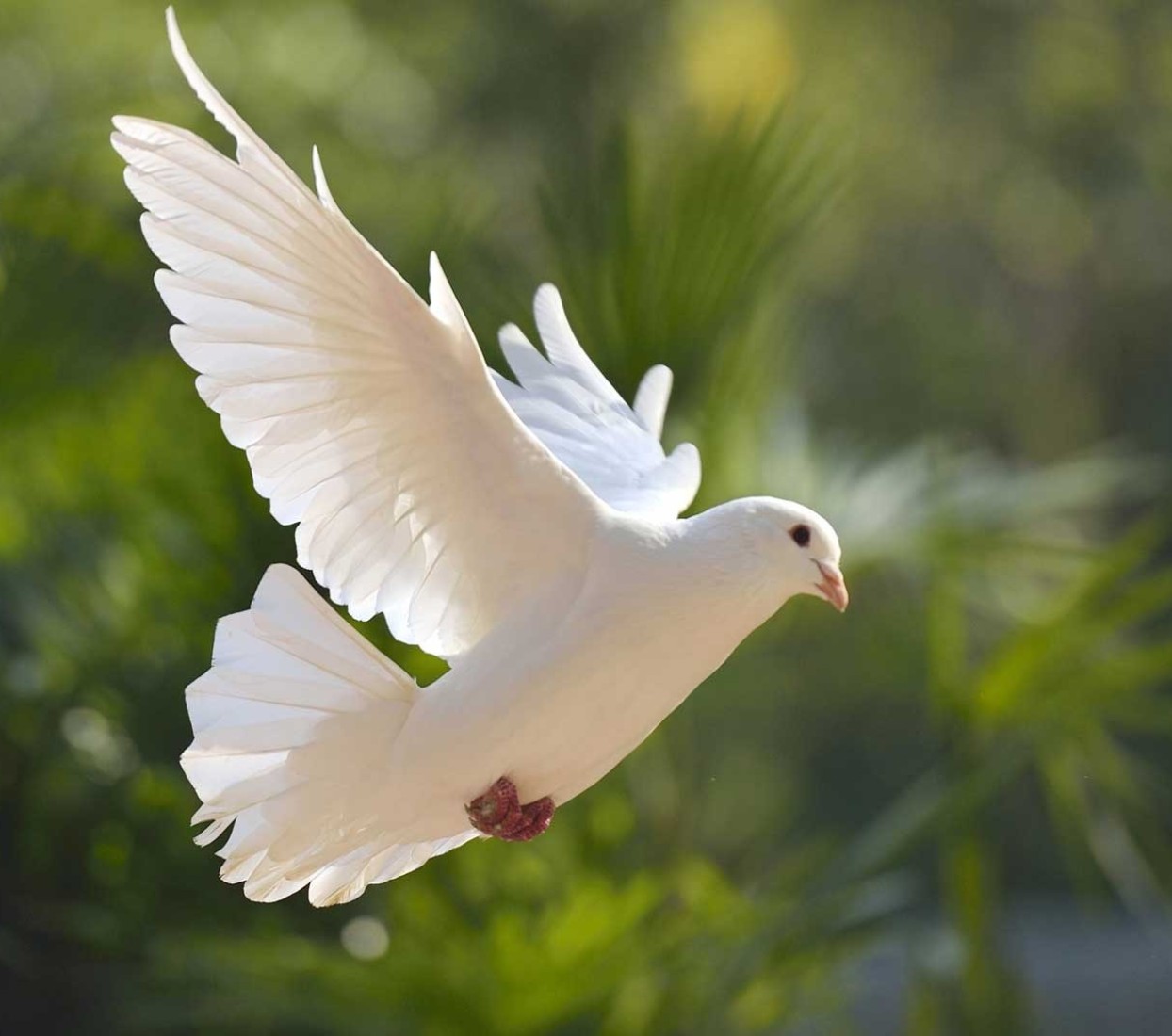 Pourquoi l’Esprit Saint est-il représenté par une colombe ? - Jour du ...